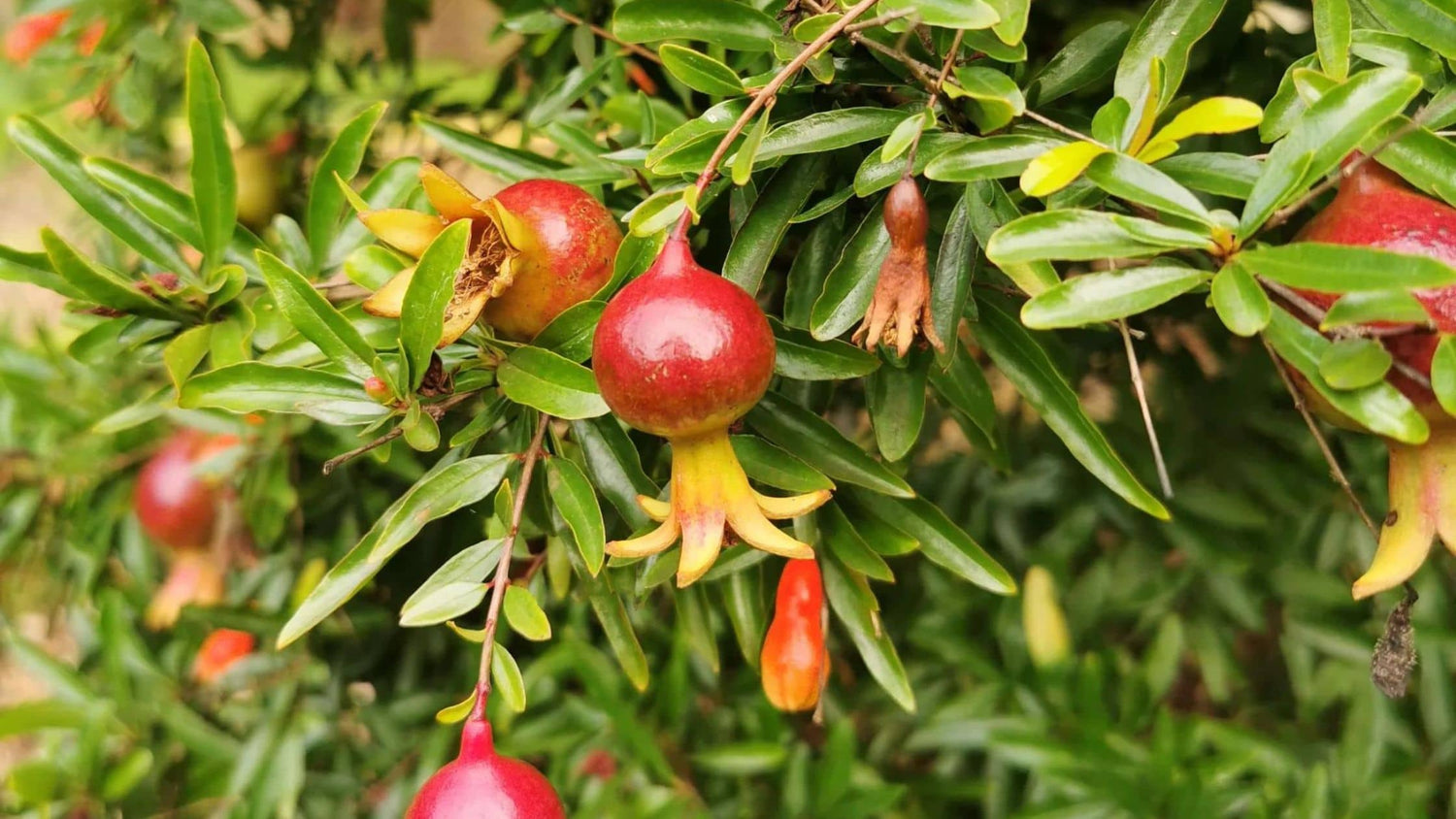 Comment choisir le bon emplacement pour semer les graines de grenadier ...