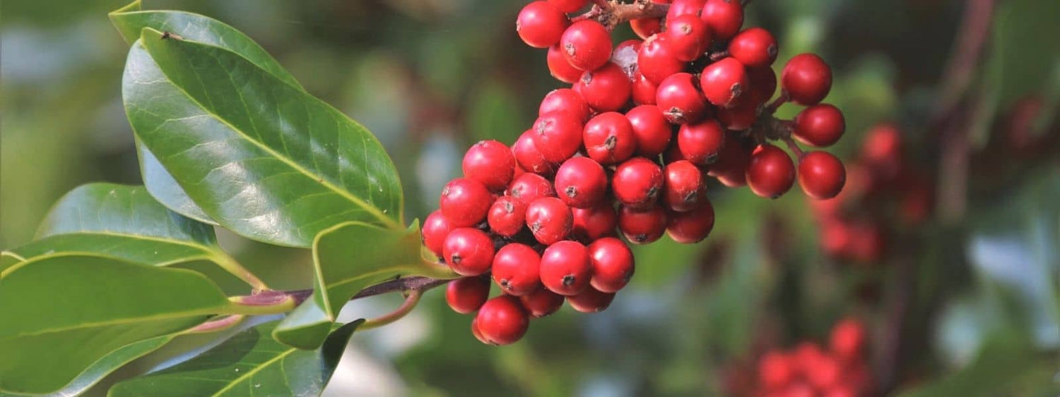 ARBUSTE SAUVAGE À BAIES ROUGES : Photos + Description détaillée - Monde ...