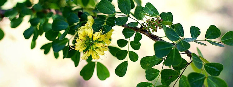 CAMPÊCHE : Photos + Habitat + Utilisations + Confusions - Monde Végétal