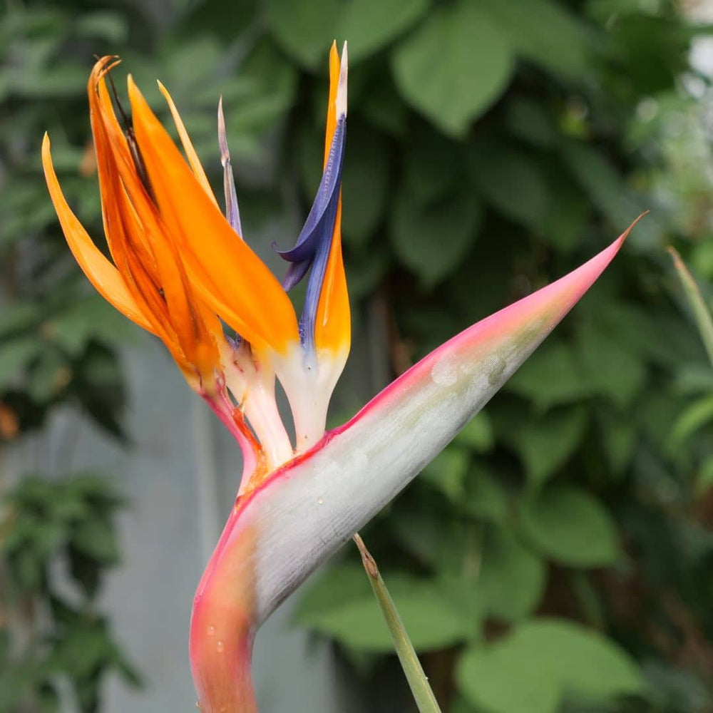 DÉFINITION DE PHANÉROPHYTE : Explications en vidéo - Monde Végétal