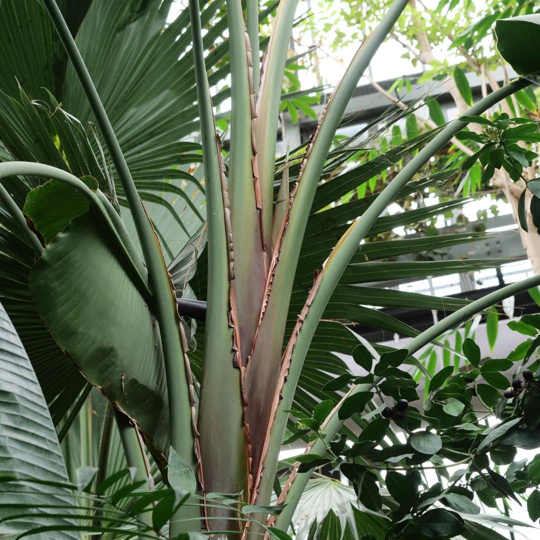 DÉFINITION DE PHANÉROPHYTE : Explications en vidéo - Monde Végétal