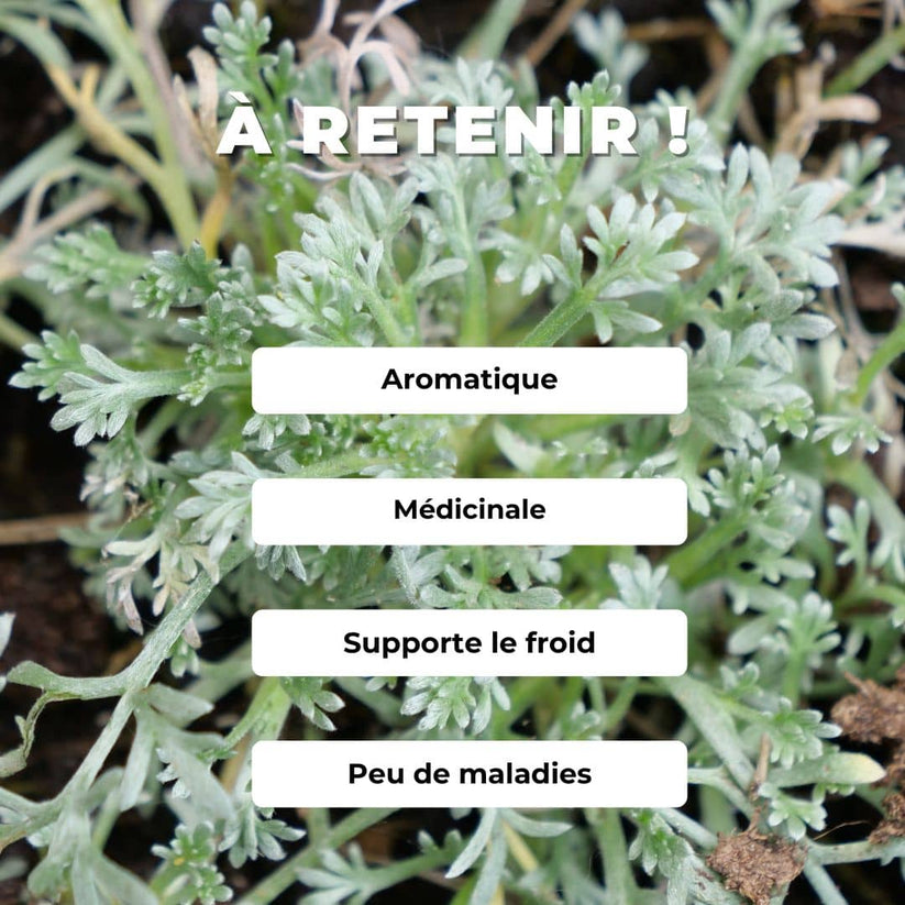 PLANT - Génépi noir (Artemisia genepi) - Monde Végétal