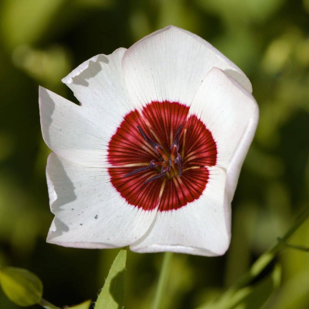 GRAINES - Lin Rouge et Blanc (Linum grandiflorum 'Bright eyes') - Monde ...