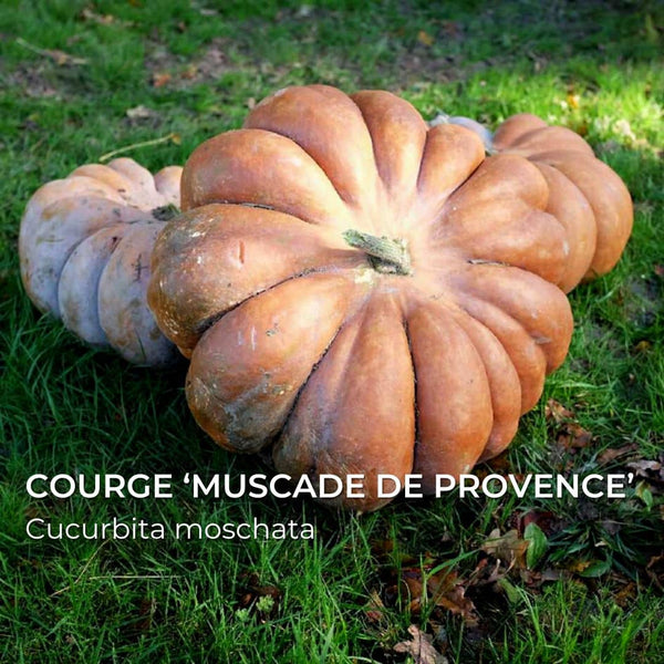 GRAINES - Courge 'Muscade de Provence' (Cucurbita moschata) - Monde Végétal