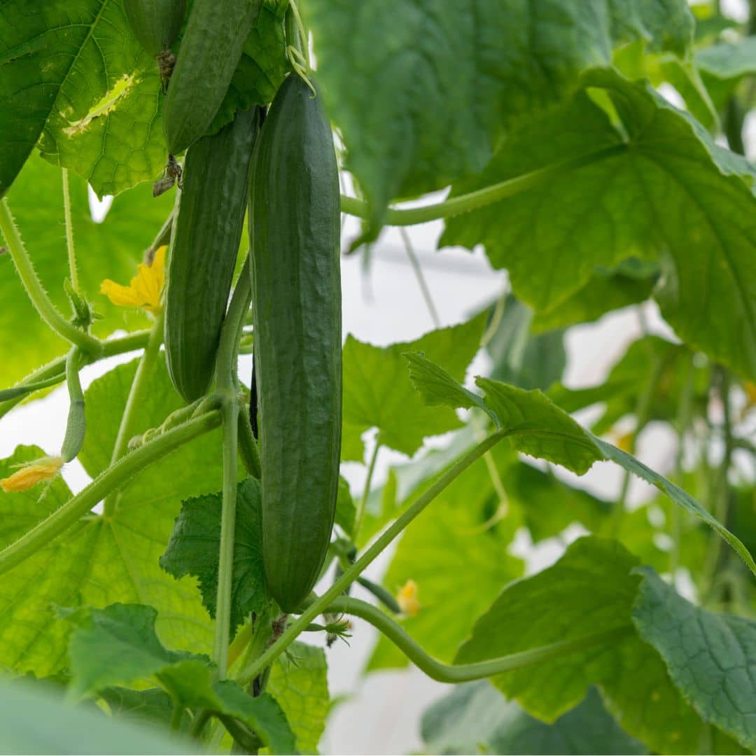 GRAINES - Concombre Vert Long Maraîcher (Cucumis sativus) - Monde Végétal