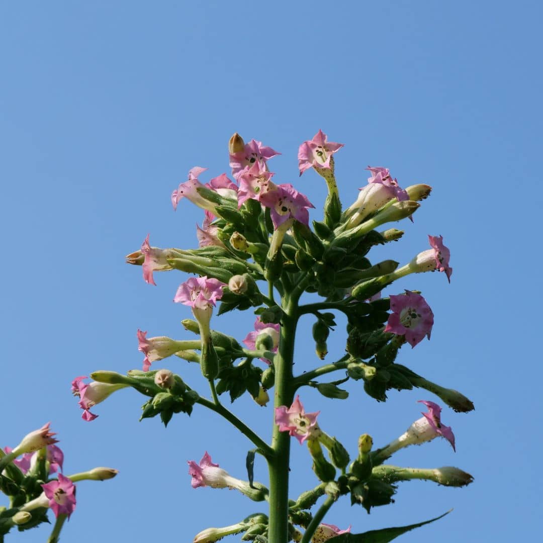 GRAINES - Tabac Cultivé (Nicotiana tabacum) - Monde Végétal