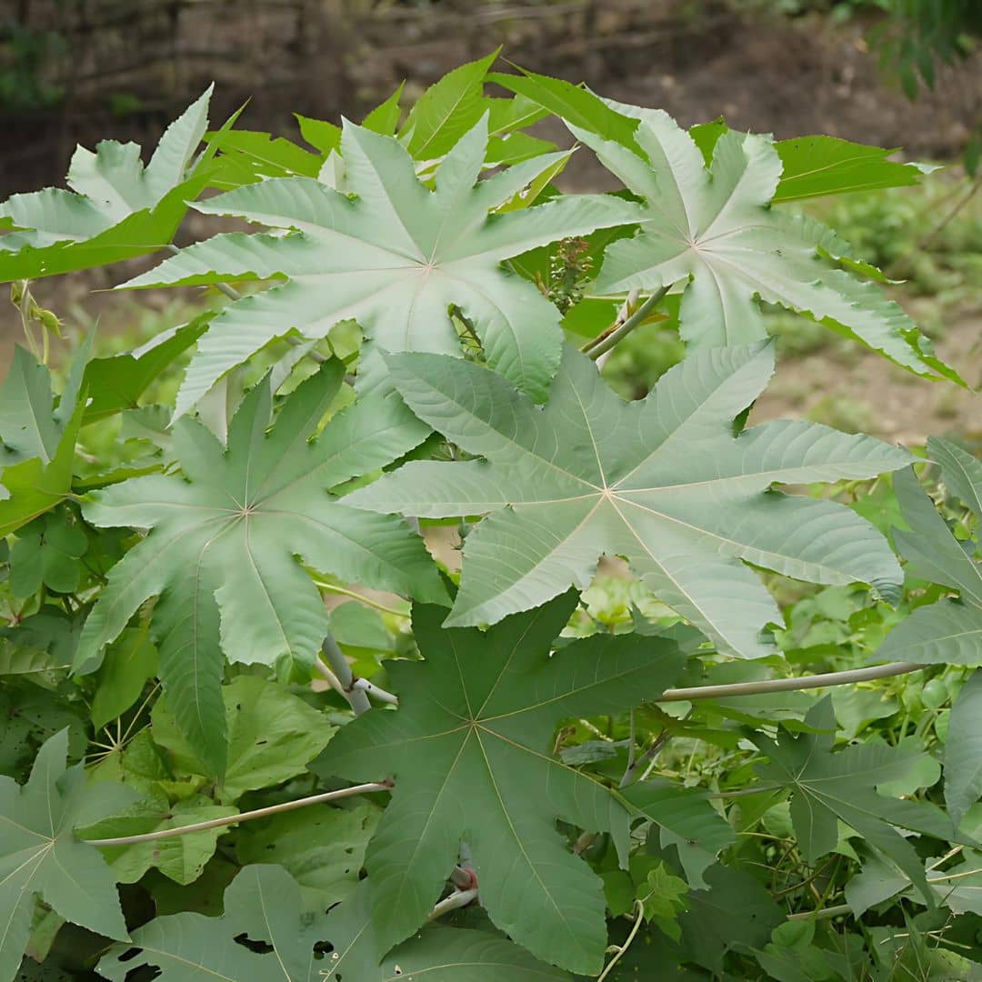 GRAINES - Ricin Commun (Ricinus communis) - Monde Végétal