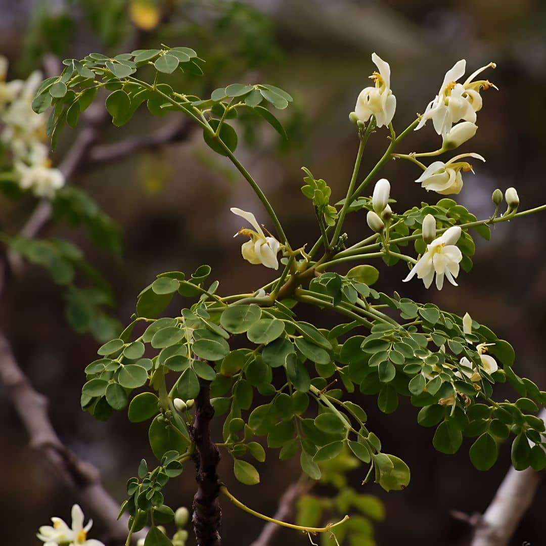 GRAINES DE MORINGA OLEIFERA : Semez, Cultivez & Récoltez - Monde Végétal