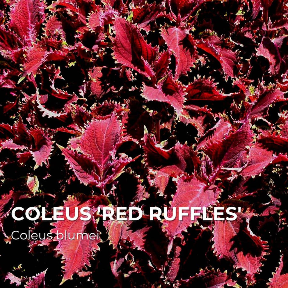 PLANT - Coleus 'Red Ruffles' (Coleus blumei) - Monde Végétal