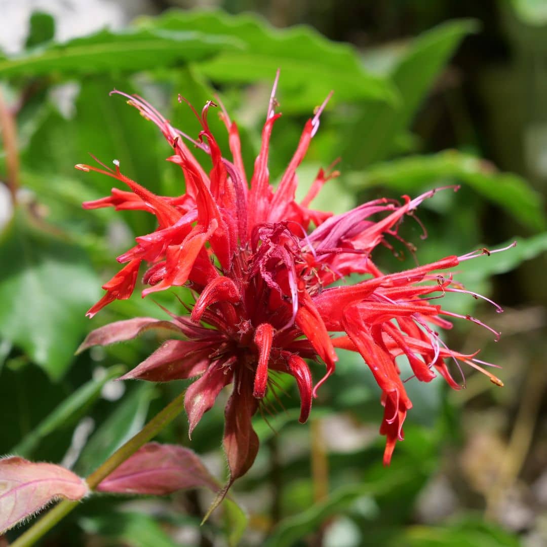 PLANT - Monarde Rouge (Monardia didyma) - Monde Végétal