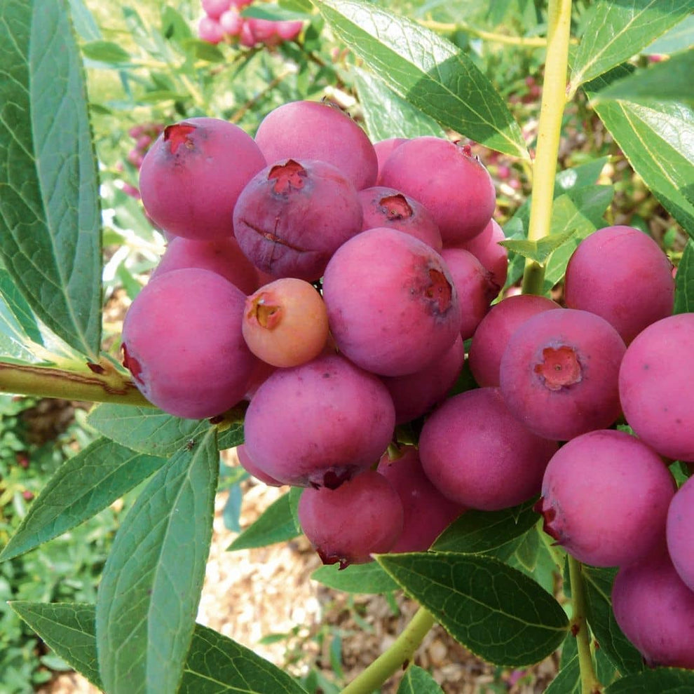 PLANT - Myrtille rose ('Vaccinium corymbosum 'Pink Lemonade ...