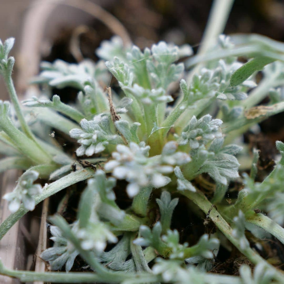 PLANT - Génépi noir (Artemisia genepi) - Monde Végétal