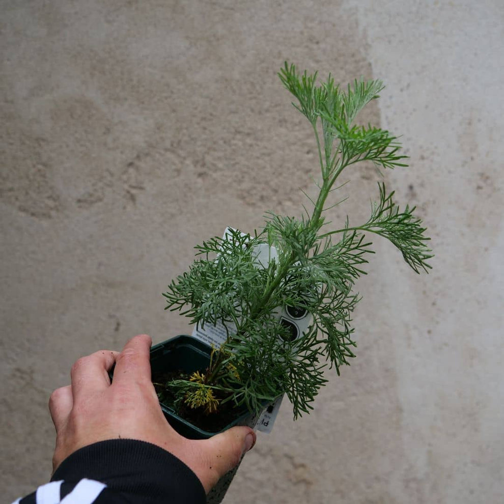 Armoise Cola (Artemisia abrotanum 'Cola') – Plante aromatique | Monde ...