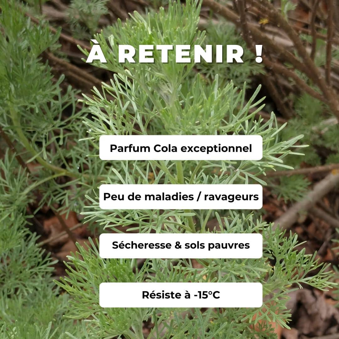 Armoise Cola (Artemisia abrotanum 'Cola') – Plante aromatique | Monde ...