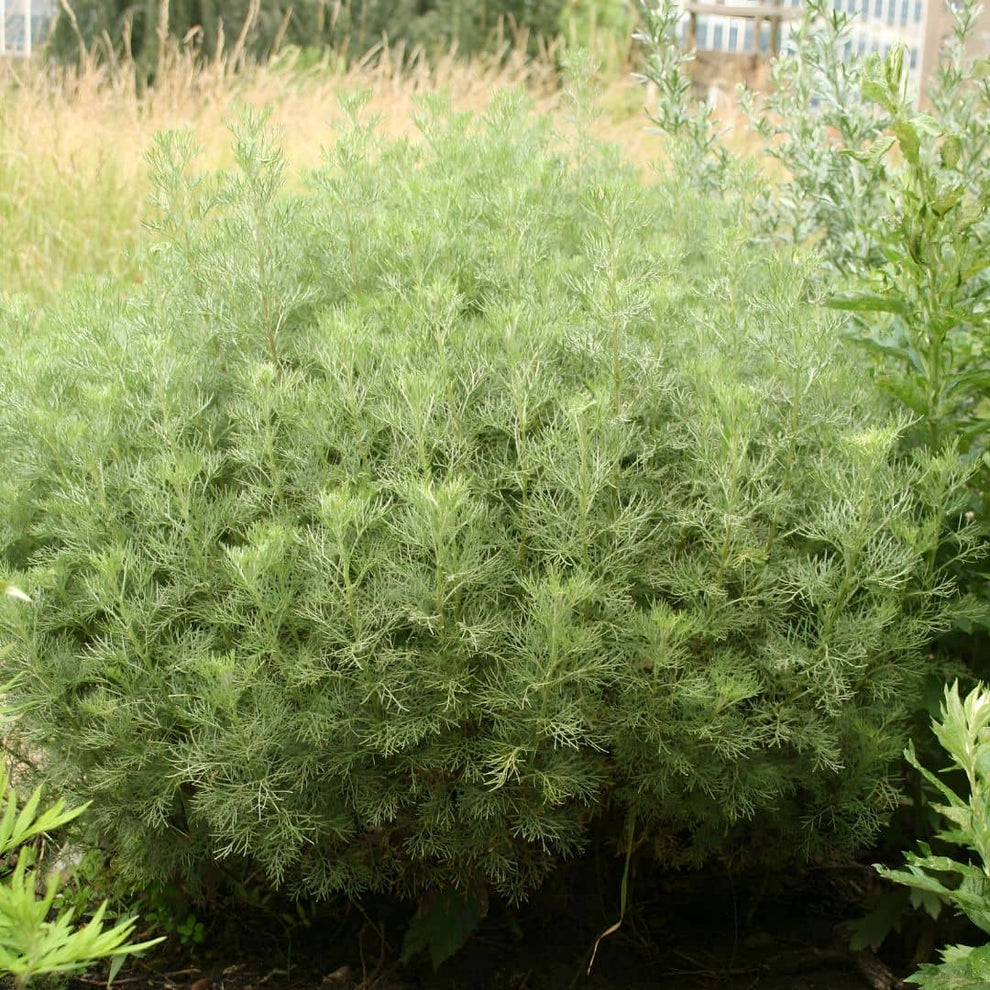 Armoise Cola (Artemisia abrotanum 'Cola') – Plante aromatique | Monde ...