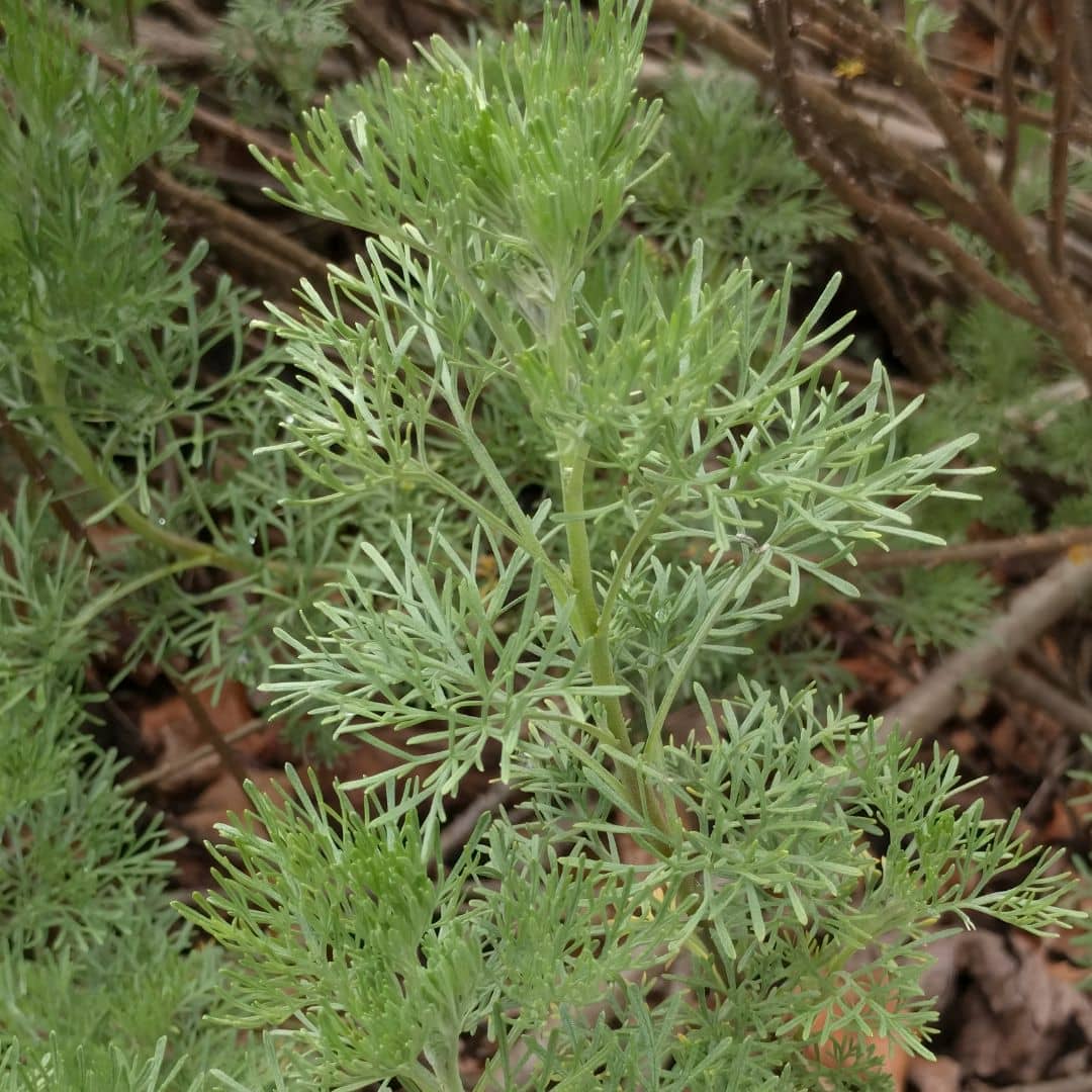 Armoise Cola (Artemisia abrotanum 'Cola') – Plante aromatique | Monde ...