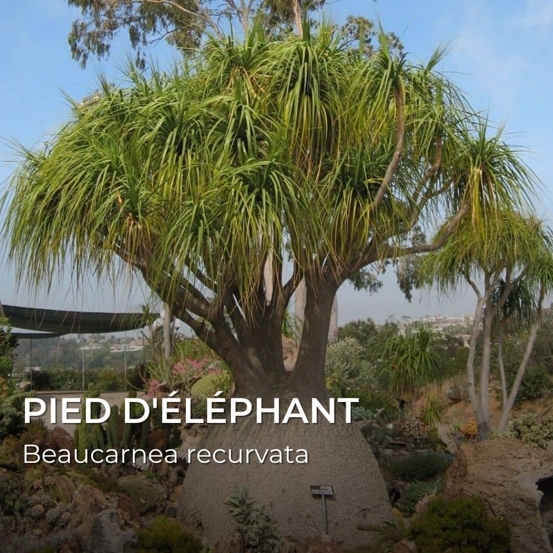 GRAINES - Pied d'éléphant (Beaucarnea recurvata) - Monde Végétal