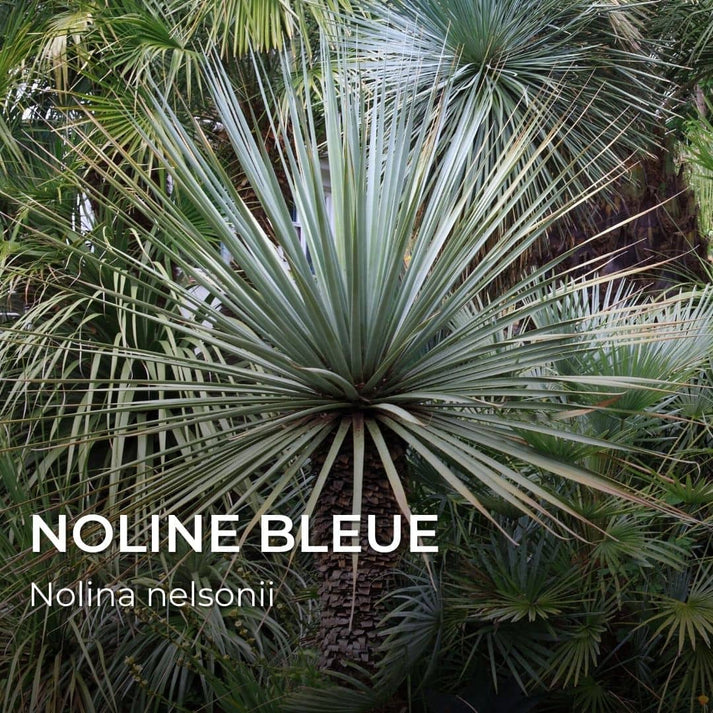 GRAINES - Noline Bleue (Nolina nelsonii) - Monde Végétal