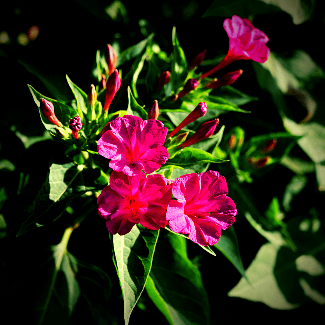 BELLE DE NUIT : Photo + Utilisations + Culture - tout sur cette belle fleur